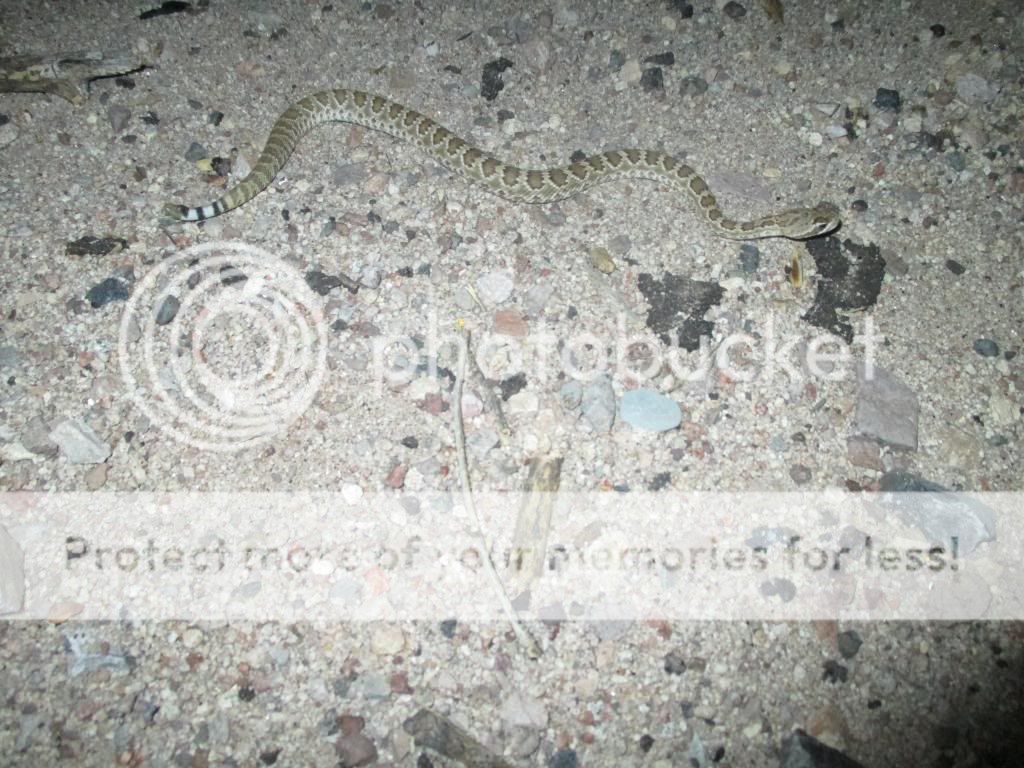 My first 3 weeks back in Arizona! - Field Herp Forum