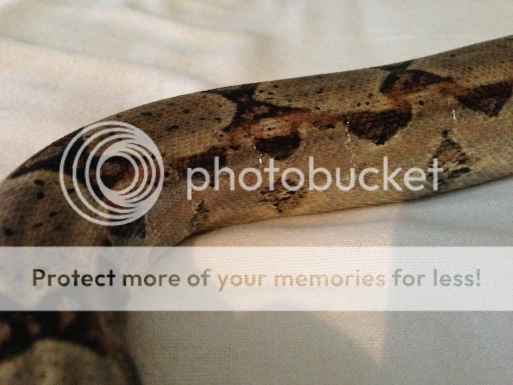 Boa Scales | Reptile Forums